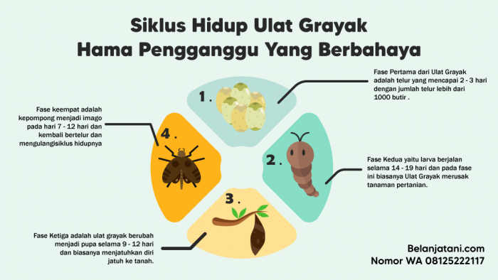 Insektisida Untuk Ulat Grayak Pada Jagung Agar Tumbuh Sehat