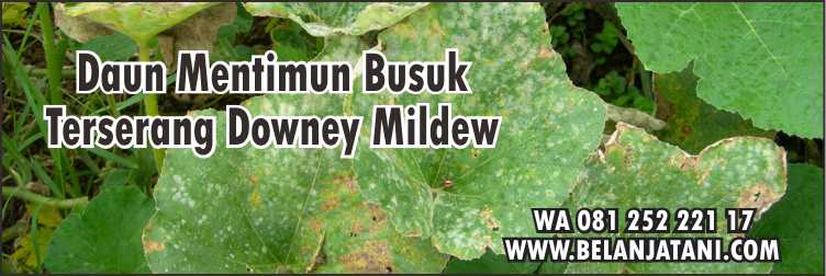 Fungisida Untuk Mengatasi Embun Bulu Pada Tanaman Timun