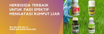Herbisida Terbaik Untuk Padi Efektif Mengatasi Rumput Liar