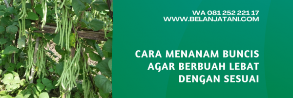 Cara Menanam Buncis Agar Berbuah Lebat Dengan Sesuai